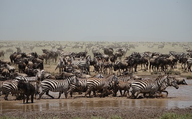 Ndutu plain | Ndutu migration safari