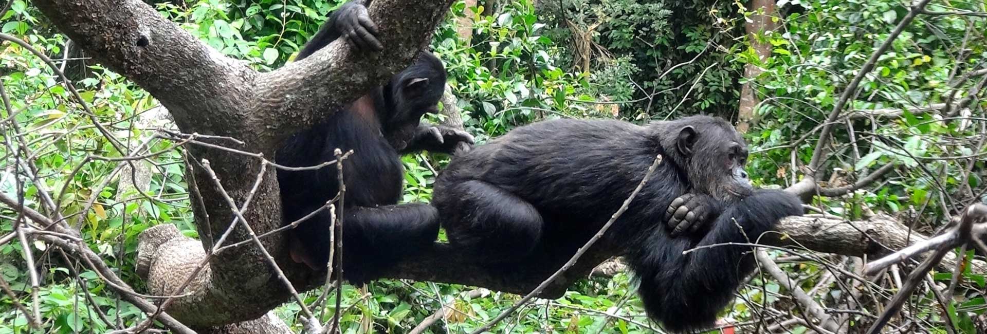 Gombe National Park | Bright African Safaris