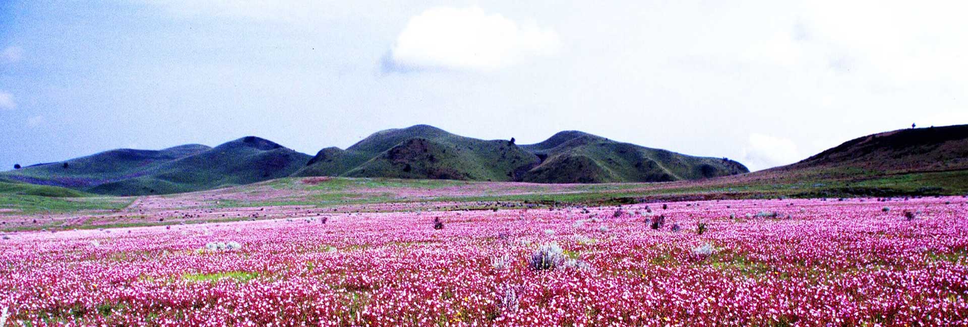 Kitulo National Park | Bright African Safaris